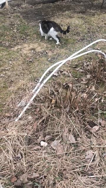 Барсик ходит по огороду