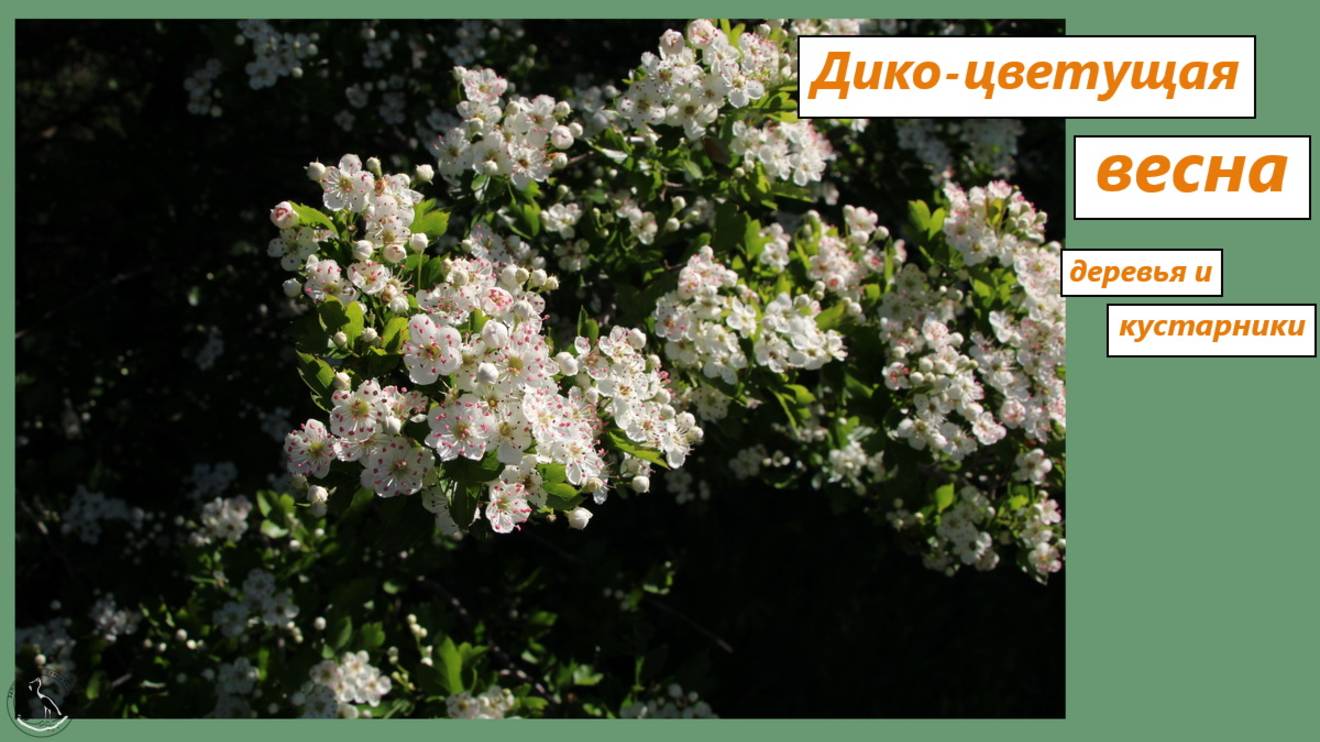 Дико-цветущая весна: абрикос, алыча, груша, тёрн, миндаль, яблоня, ракитник и карагана, боярышник