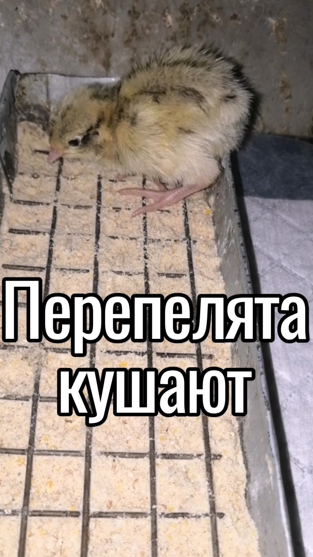 Кормешка перепелят