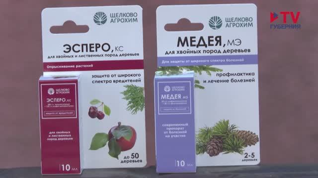 Специфические болезни хвойных культур