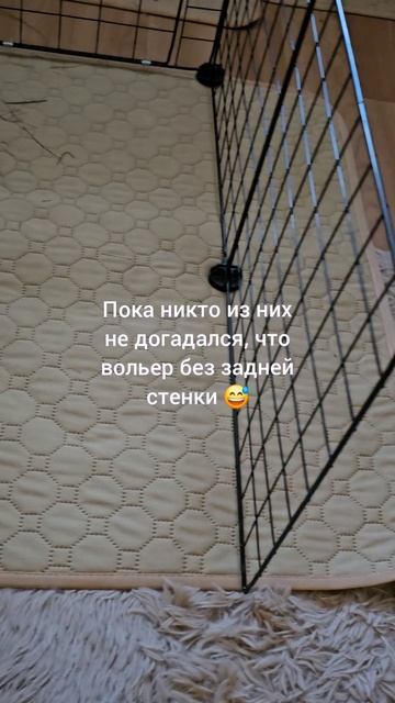 Свинка Белка ругается