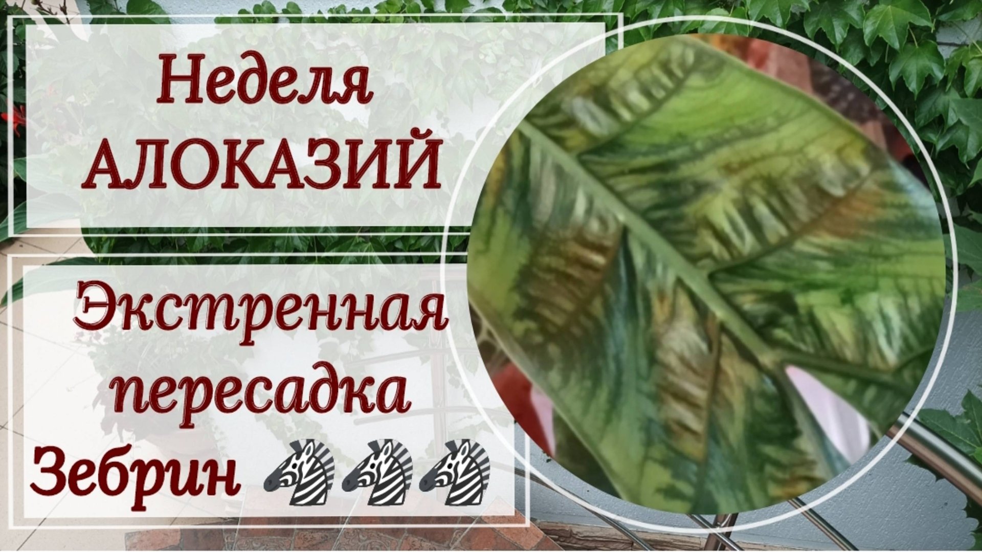 Неделя алоказий. Экстренная пересадка 🦓 ЗЕБРИНЫ 🦓 ЗЕБРИНЫ ТИГРИНЫ И 🦓ЗЕБРИНЫ ТИГРИНЫ СУПЕРБЫ.
