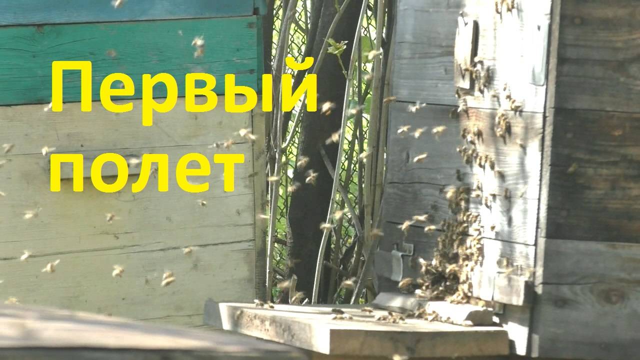 Облет молодых пчел в начале мая