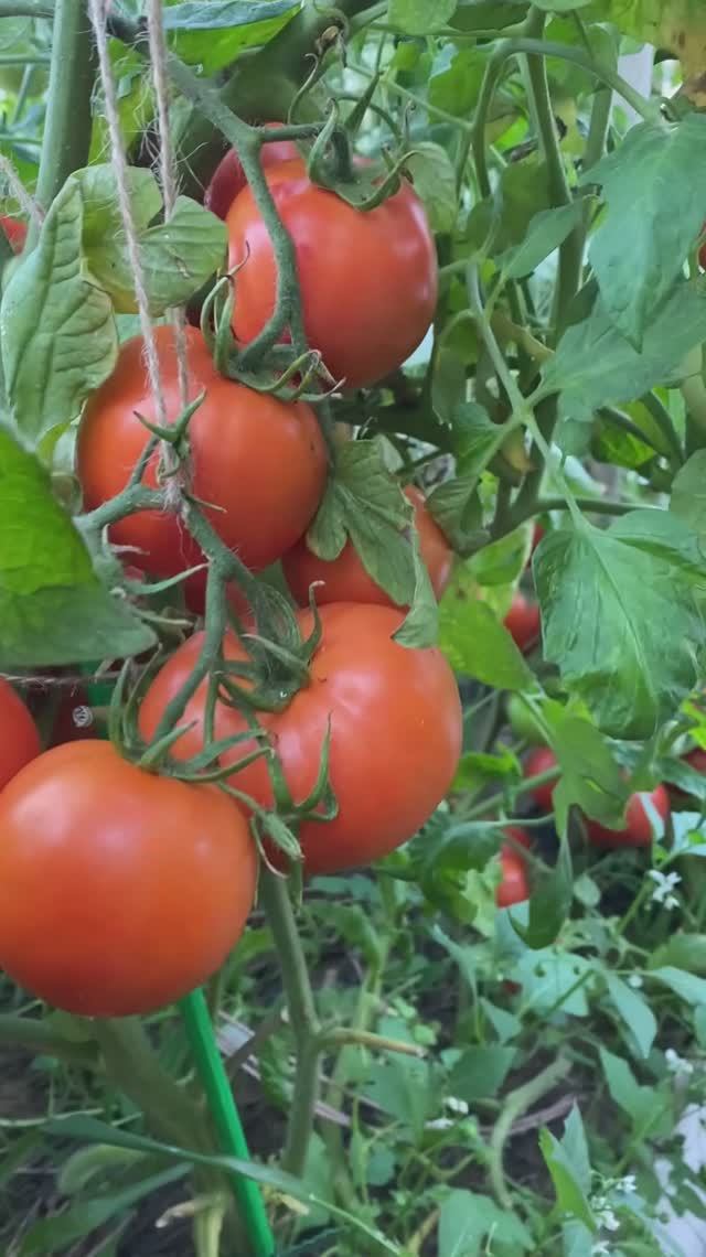 Томат сливка красная - видео отзыв