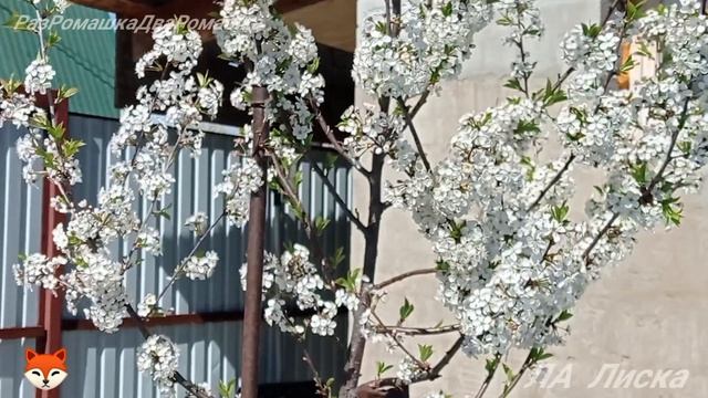 07.05.2025 уДача-дача. ПОСАДИЛА МОРКОВЬ. ВСЁ ЦВЕТЕТ. КРАСОТА!!!