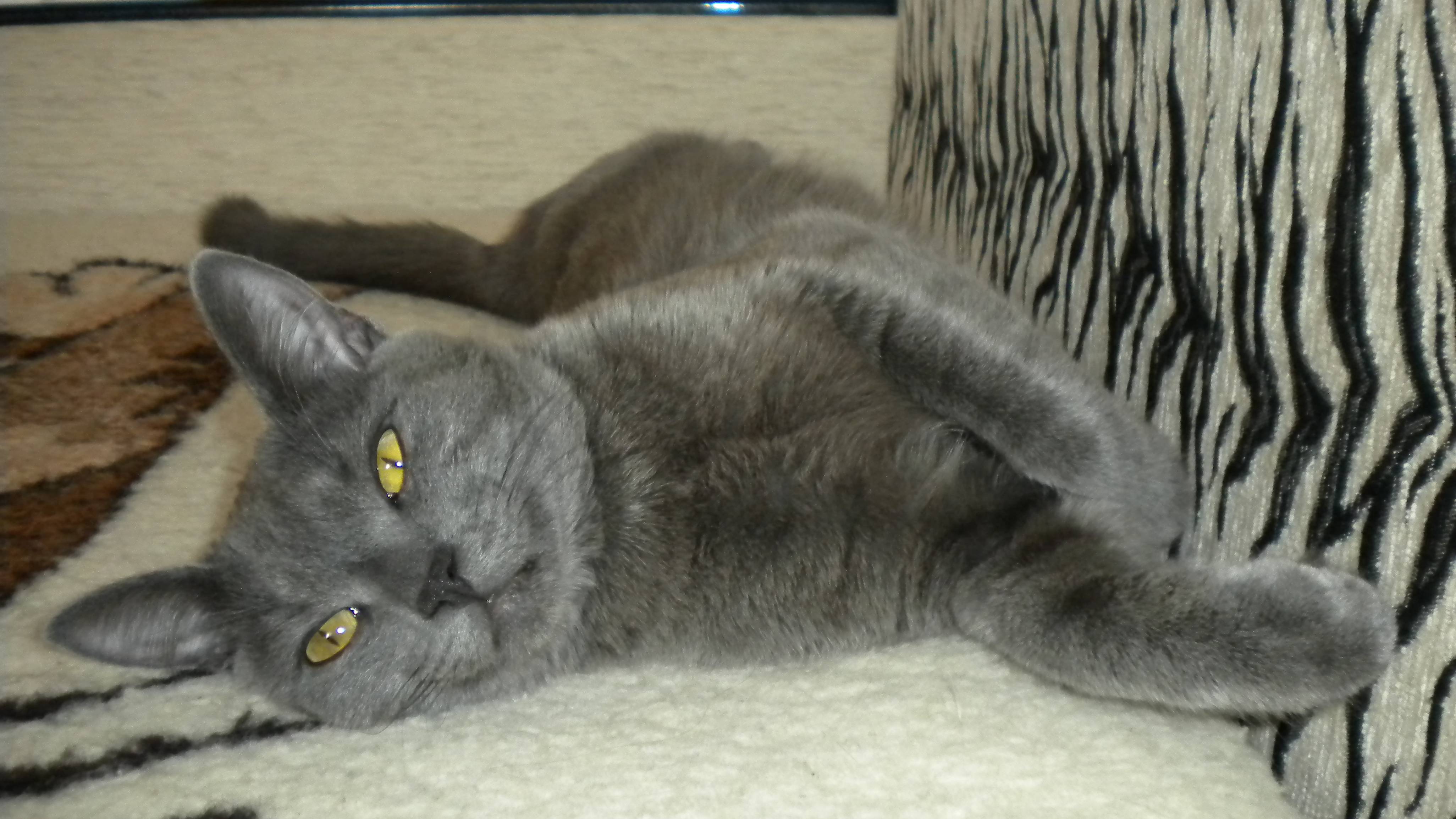 Si-souvat Тишка_6