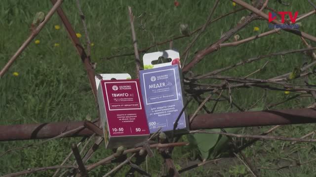 Особенности профилактики сада