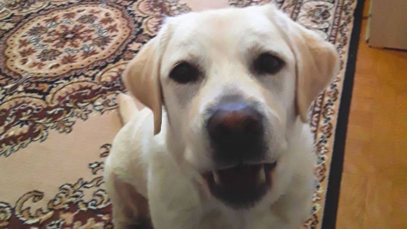 В память Бренды