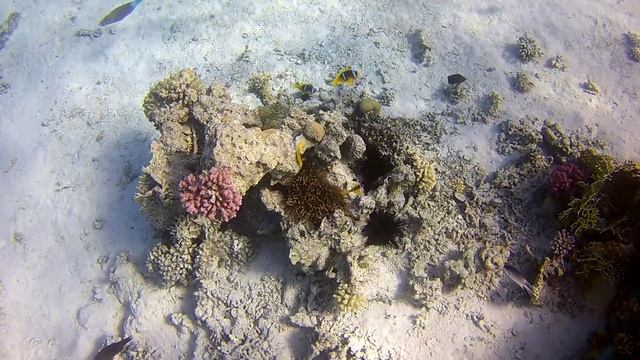 Рыбы Красного моря. Красноморский рыба-клоун (Amphiprion bicinctus)