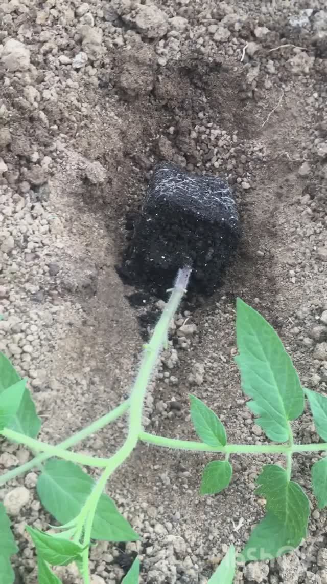 Большую рассаду томатов
Как высадить и быстро вырастить