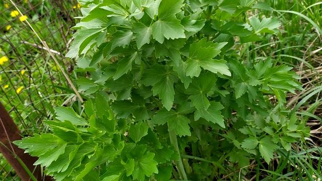 Вот такой Любисток вырос на даче