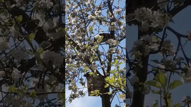 Дымка получила от скворца