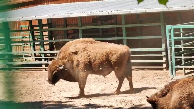 🎂 10-летний юбилей отмечает наша Мулатка lV!