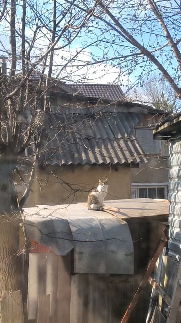 Соседский котик на крыше