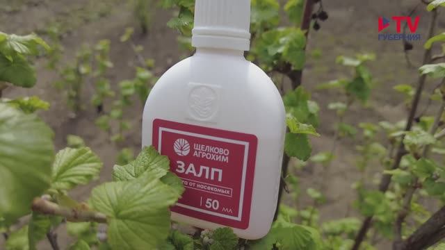 Защита от насекомых на дачном участке