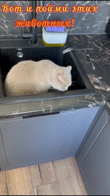 #Shorts Вот и пойми этих животных #Забавныеживотные#животные