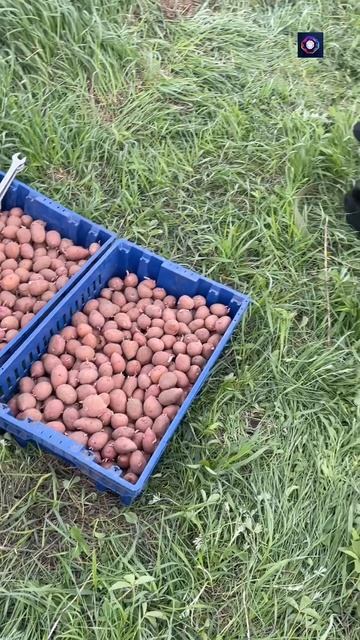 Как посадить картошку