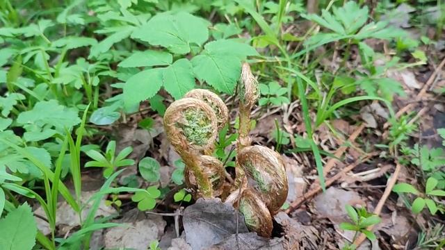 Весенний Башкирский лес. Верхние Татышлы. 5 мая 2025 г.