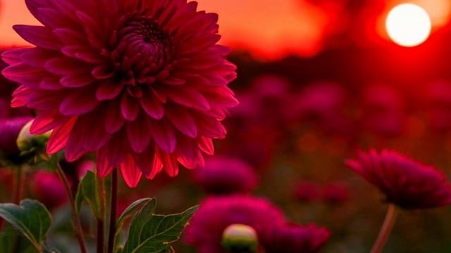 Алел закат...__КРАСИВЫЕ ПЕСНИ ОБО ВСЁМ