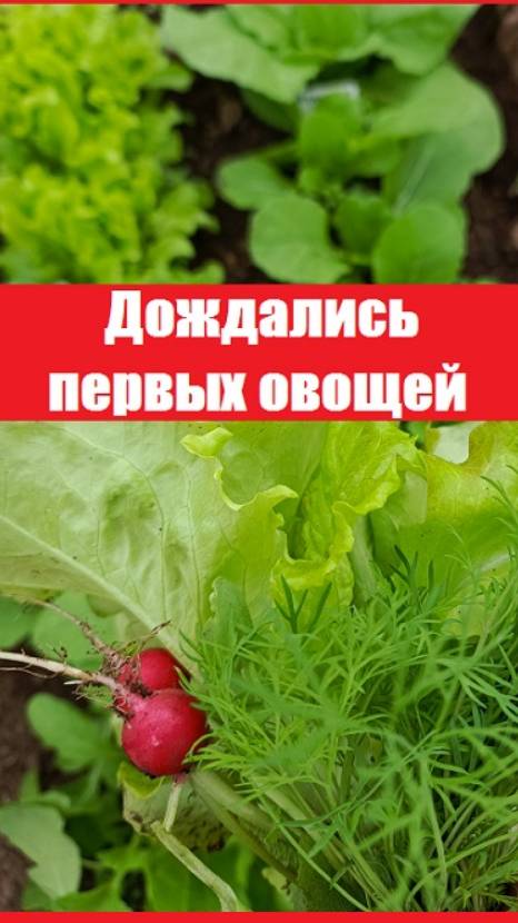 Созрела в Пермском крае первая редиска, а также зелень - показываю!