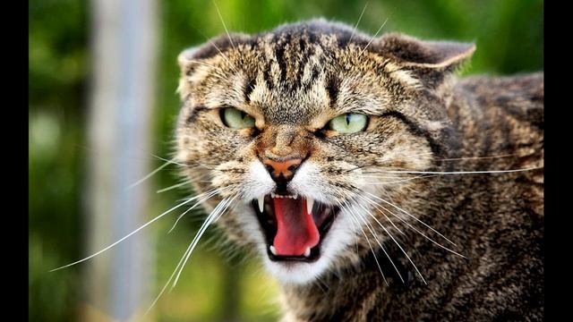 Злой кот  Шипящий кот