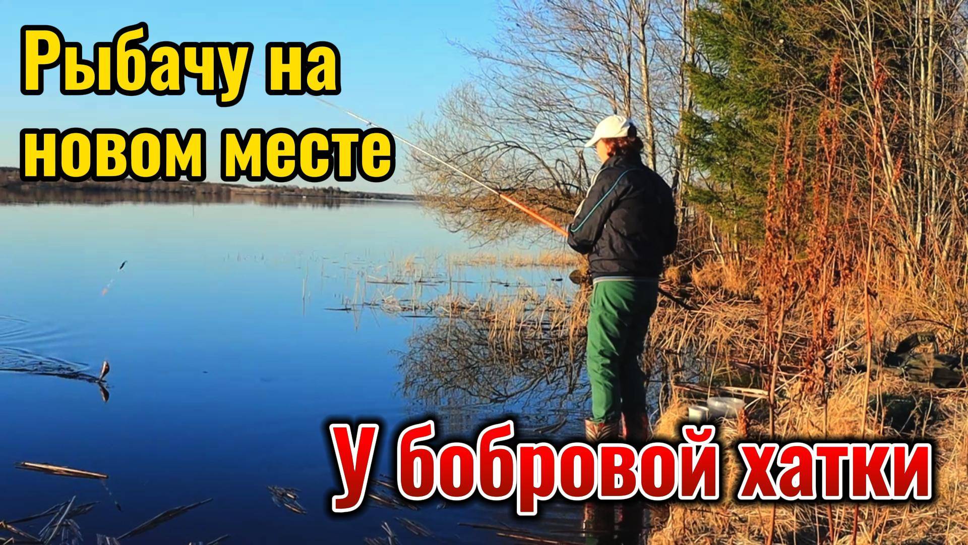 Иду рыбачить вверх по реке, посмотрела на хатку бобров.