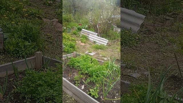 как избавиться от одуванчиков.