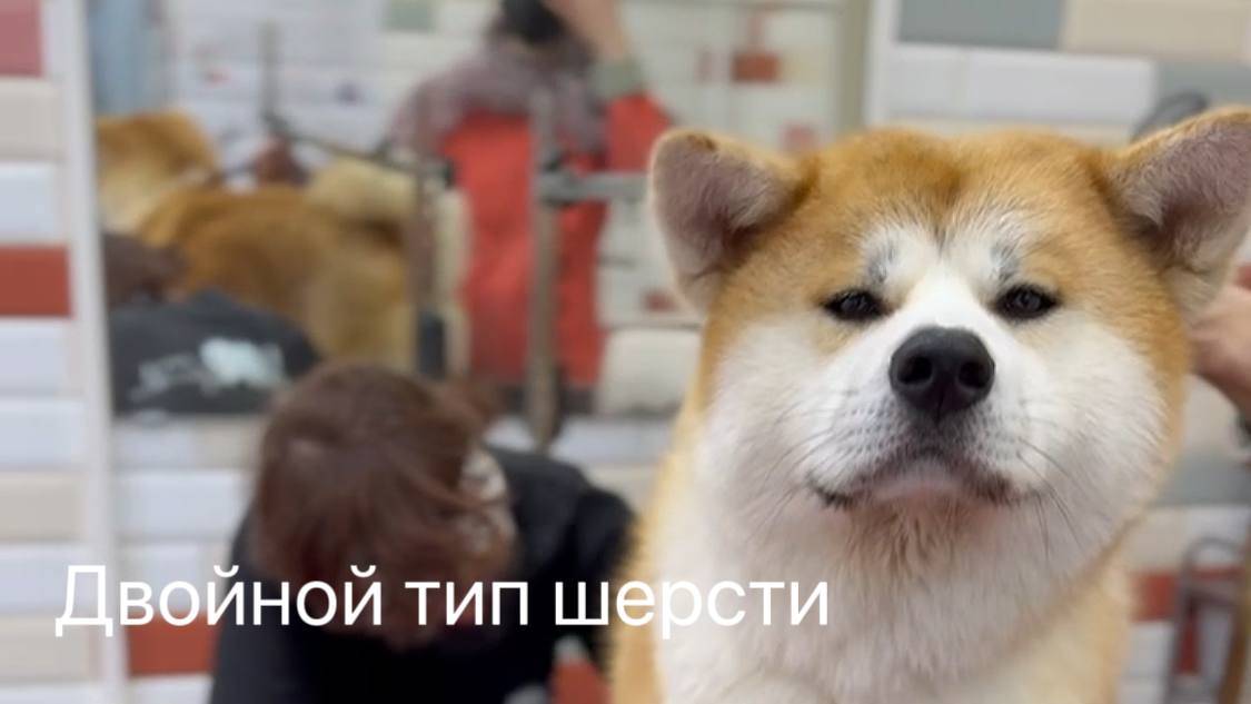 Двойной тип шерсти у собак