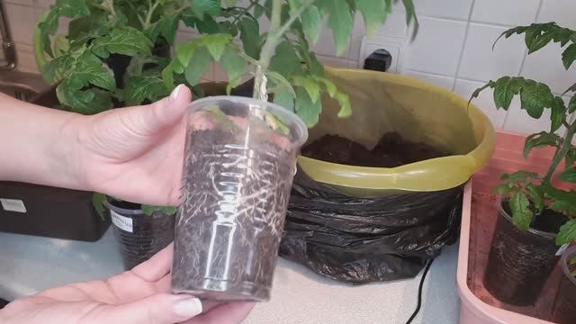 Перевалка томатов Пиноккио.