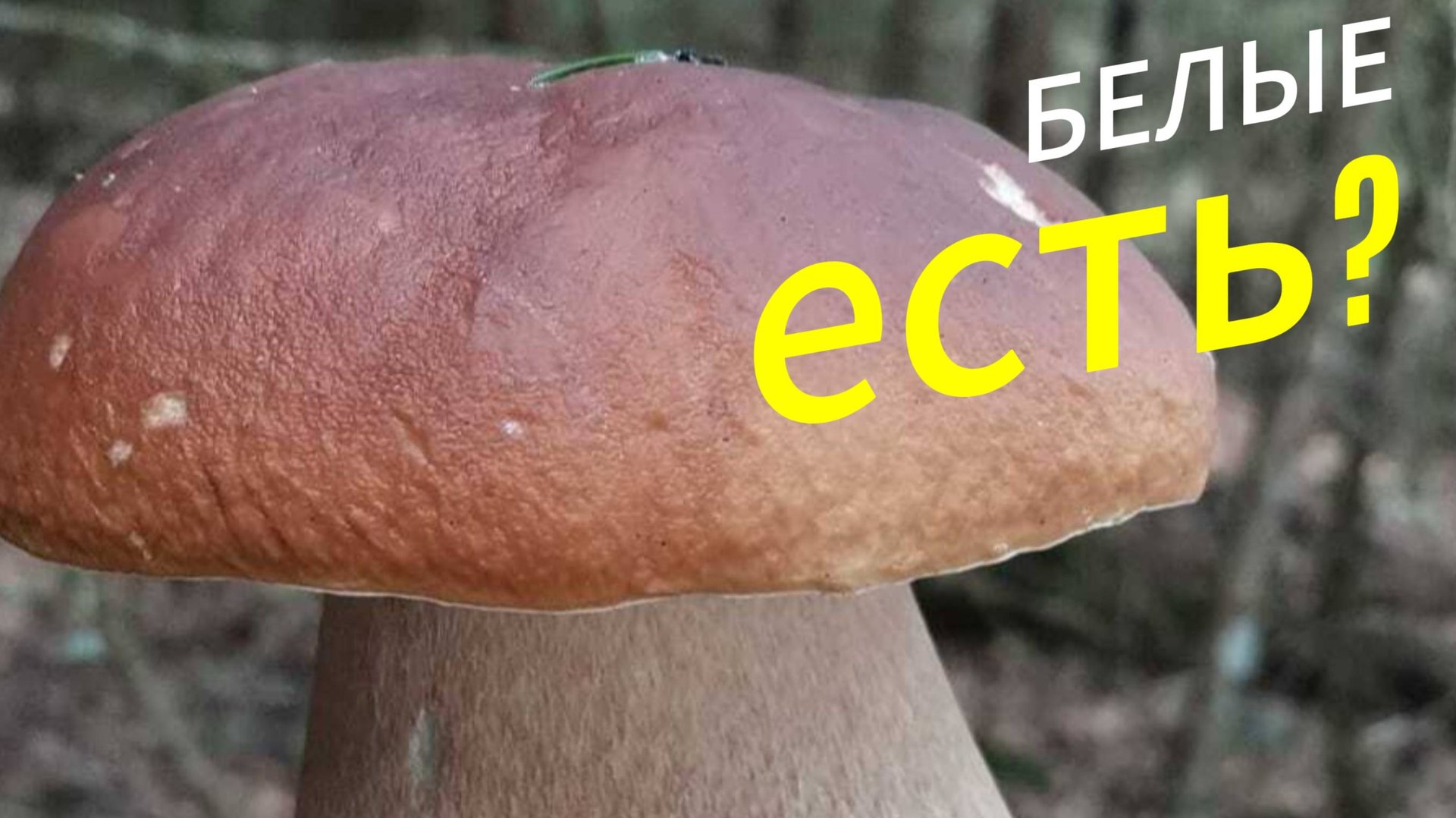 ШОК!!! ТАКИХ БЕЛЫХ ГРИБОВ Я ЕЩЕ НЕ ВИДЕЛ ПОКАЗЫВАЮ ЧТО НАШЕЛ В ЛЕСУ