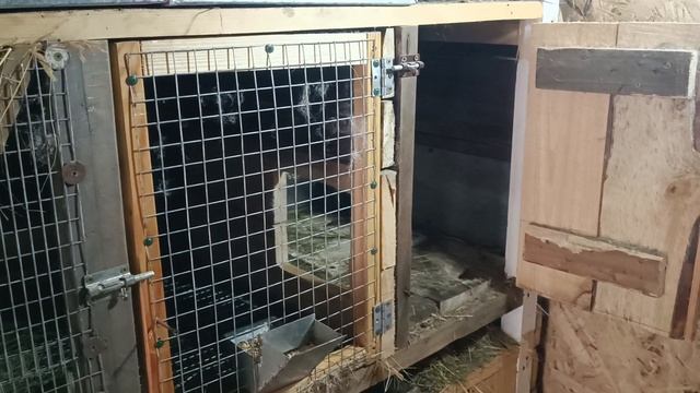 Кроличий беспредел!!!