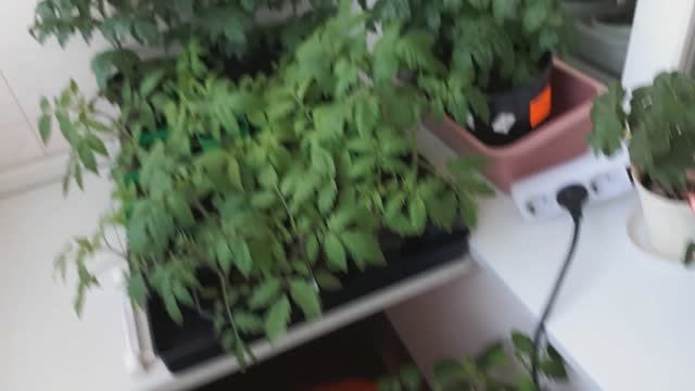 Какую температуру выдерживает при похолодании подросшая рассада томатов.