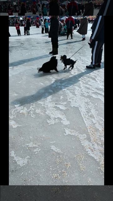 Смелее! Смелее!