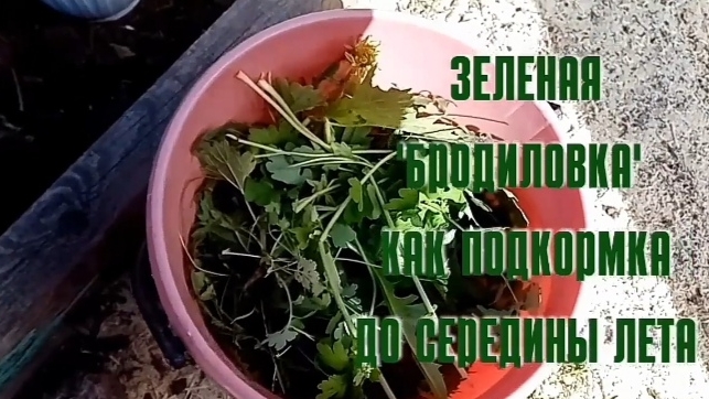 Подкормка из растений. Это просто.Использую ее до середины лета.