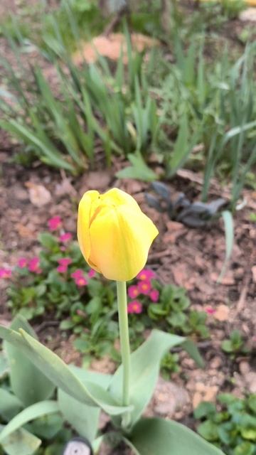 Желтый тюльпан