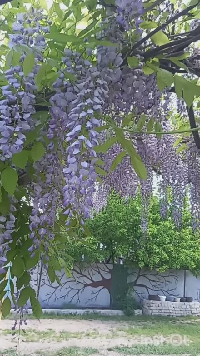 6 мая. Сидераты  можно использовать как мульчу.