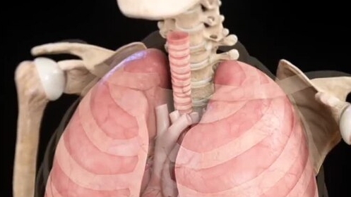 Как дышит ваше Тело...(3D-анимация)