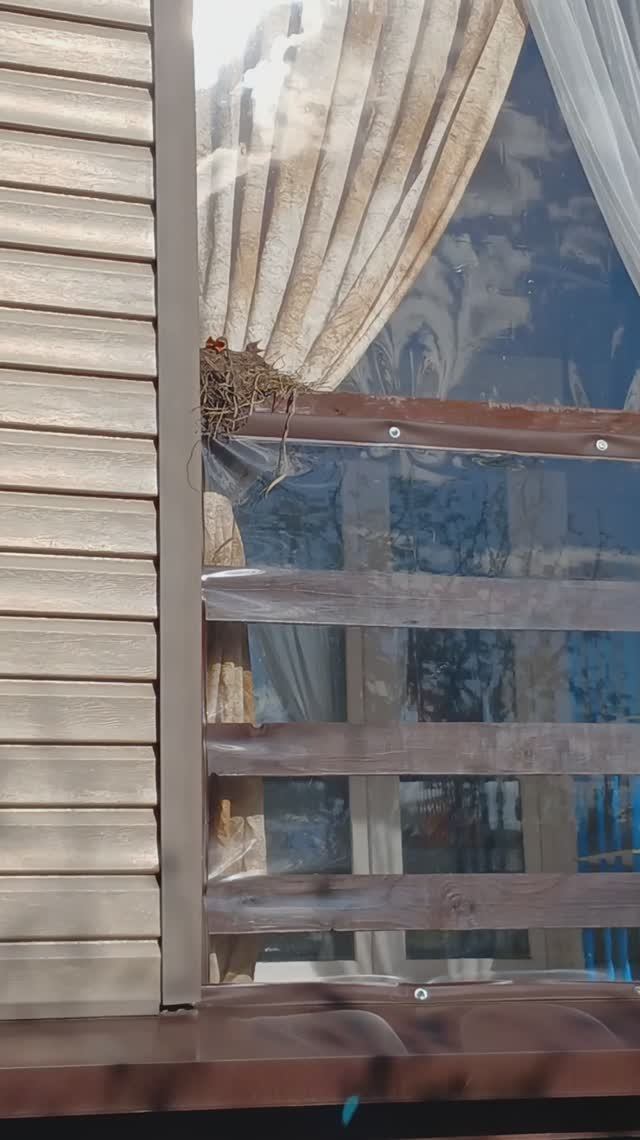 Гнездо на балконе