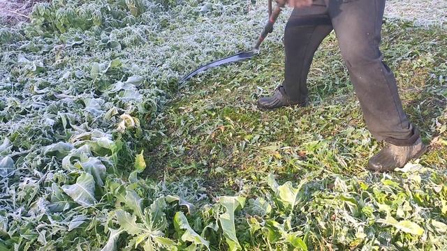 Коси коса пока иней.