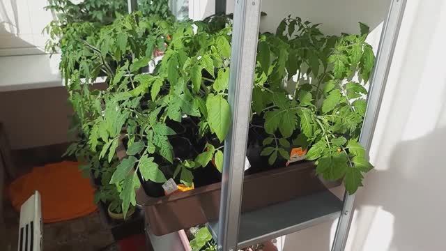 Как выглядит в рассаде томатов Пиноккио. Что страшнее для растений, жара или холод.