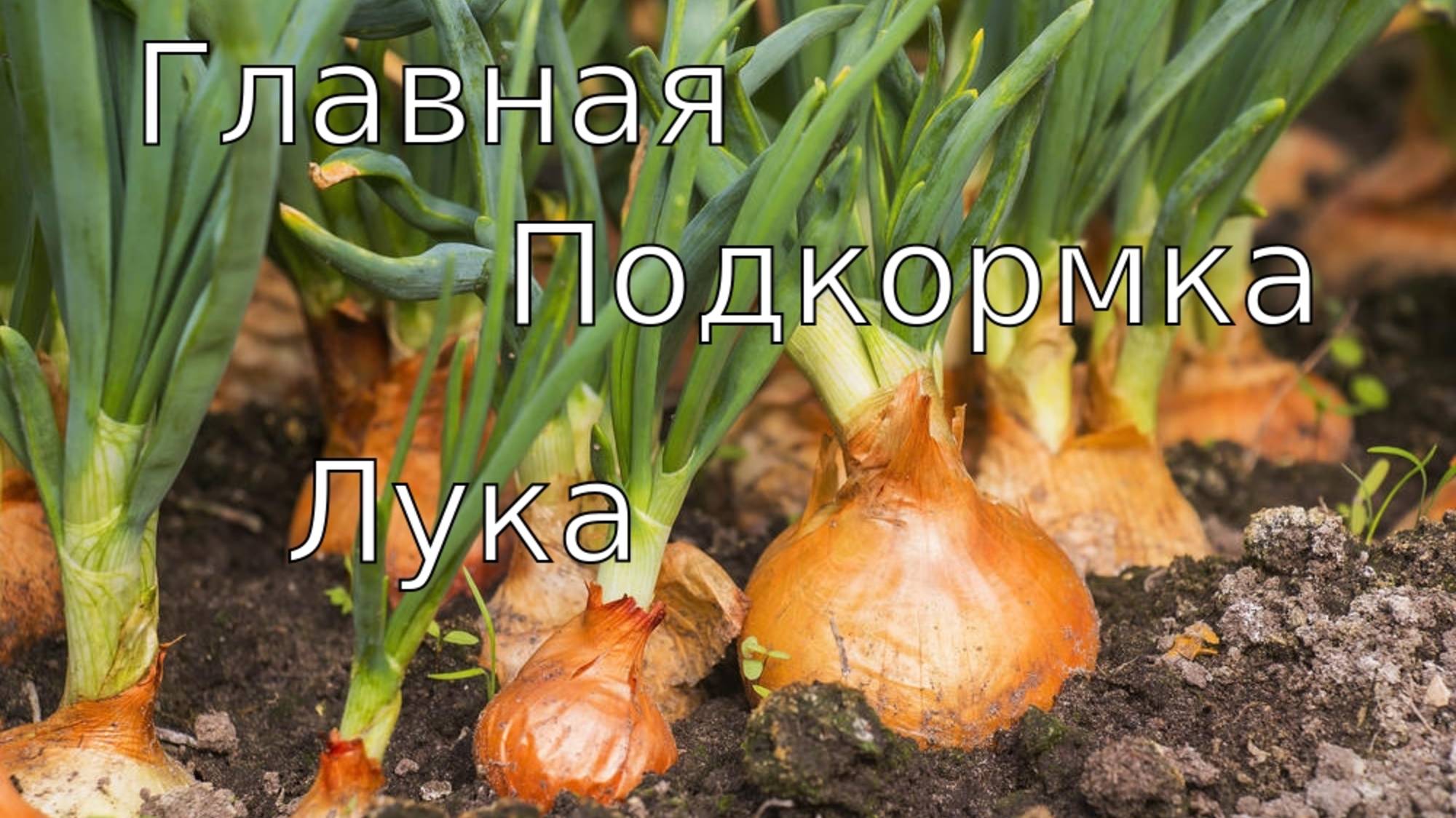 Главная подкормка лука
