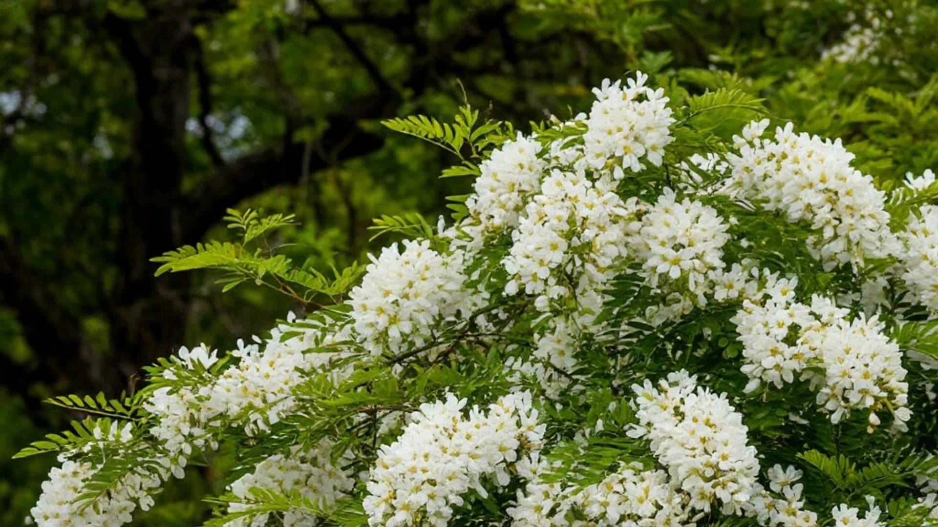 20250429_184931_001 Пою в пути. Белой акации гроздья душистые