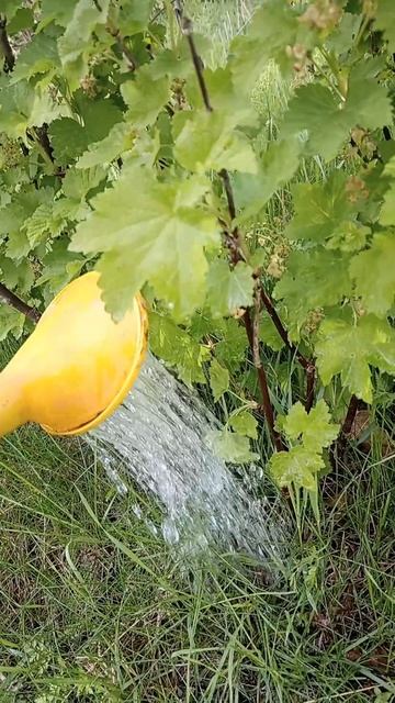 Супер-подкормка для смородины – монокалий фосфат!