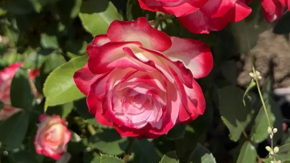 Высаживаю розу "Юбилей принца Монако"