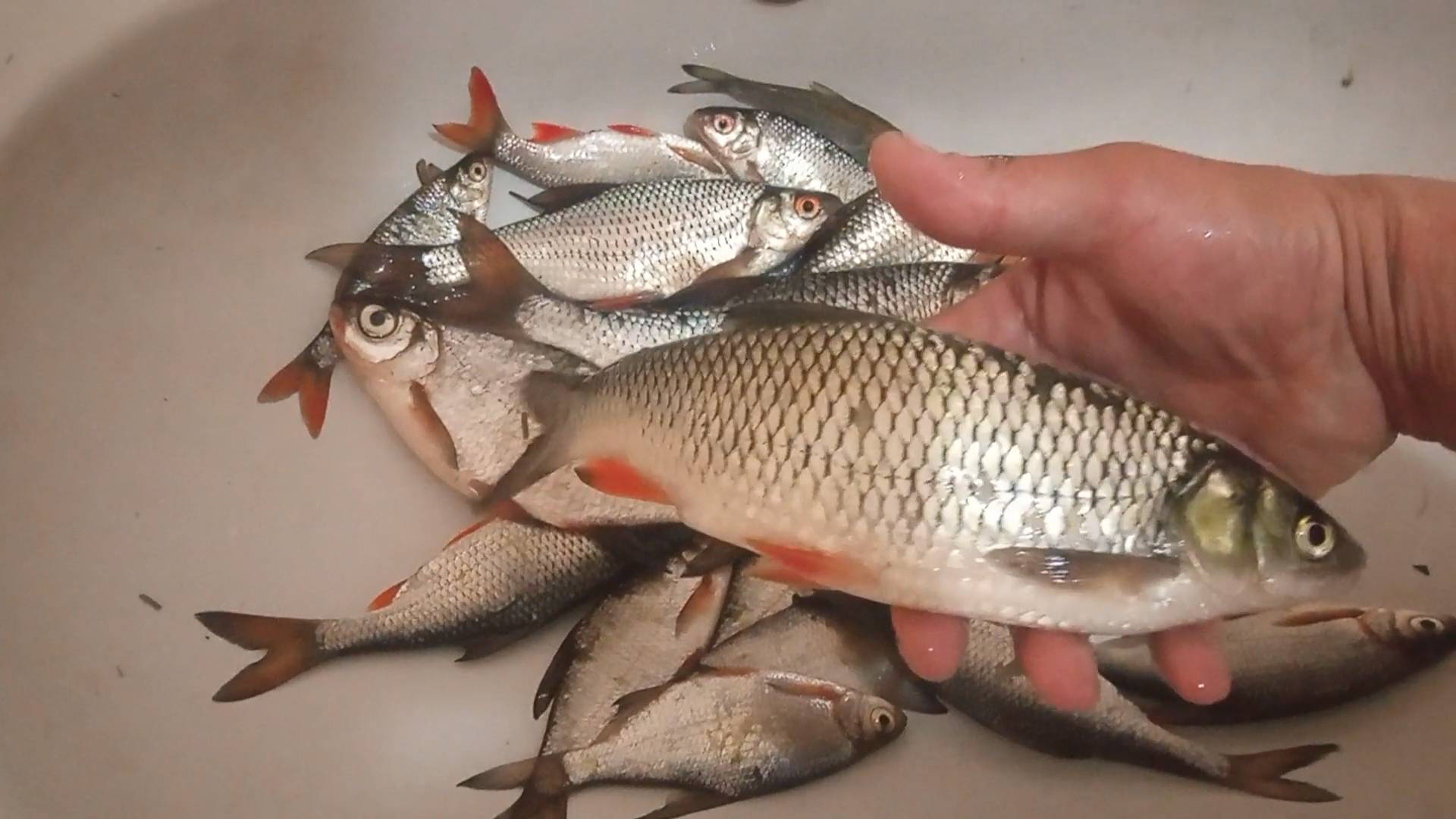 Рыбалка удалась!!! Небольшой отчёт о рыбалке 20 апреля