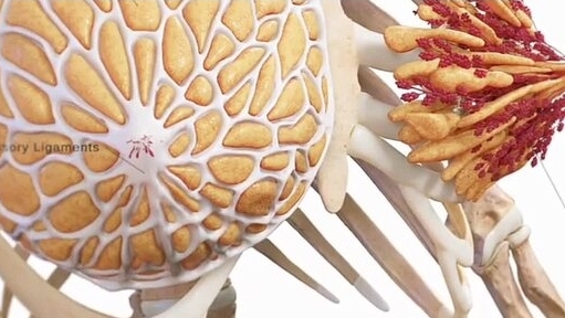 Женская Грудь...(3D-анимация)