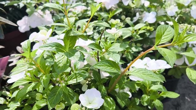 Runaway bride - гибридная гортензия Сбежавшая Невеста в Ромашкино Парк