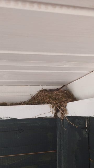 Зяблики отложили яйца. Сидят.