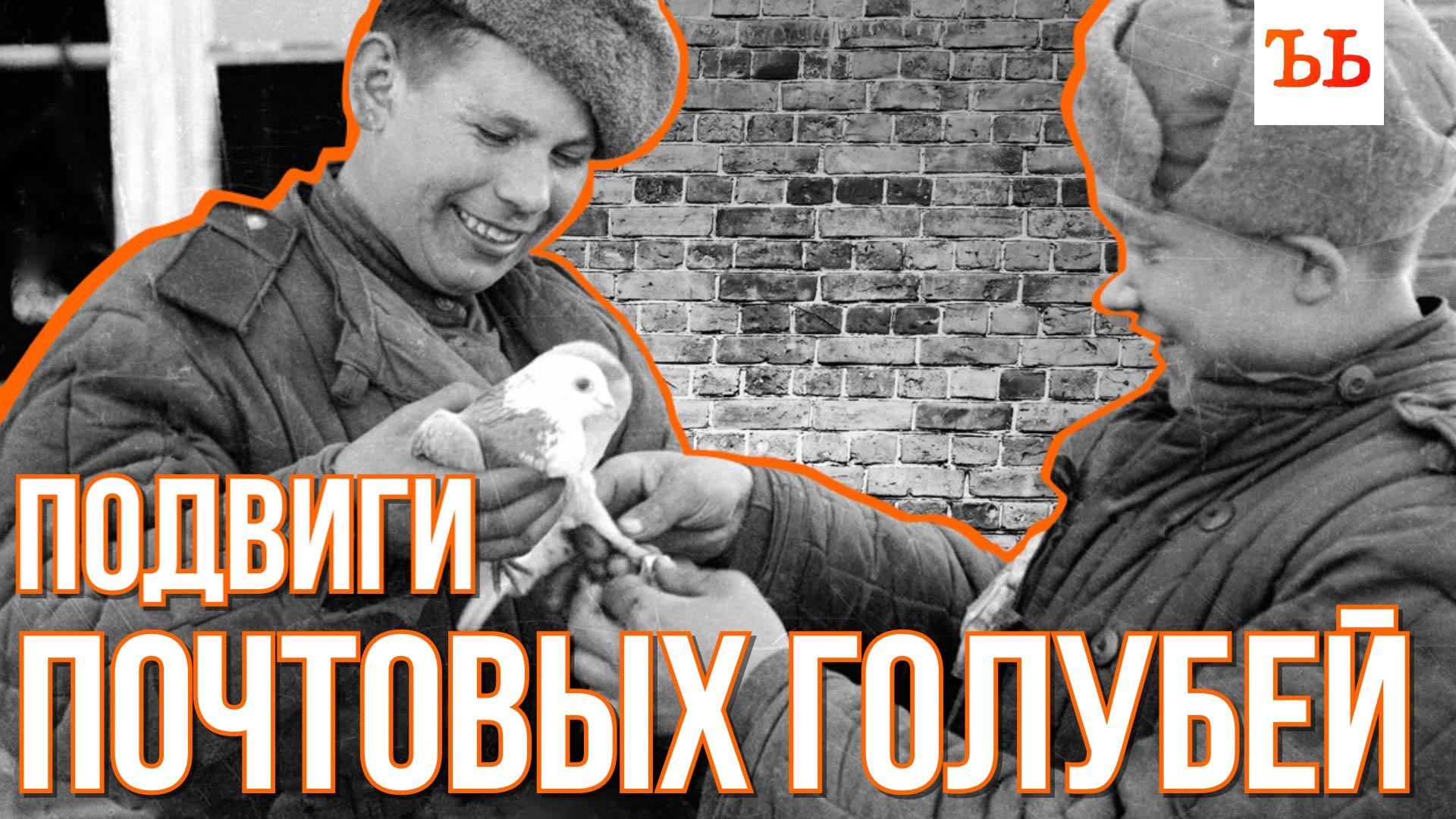 Голуби войны: о подвиге крылатых связистов