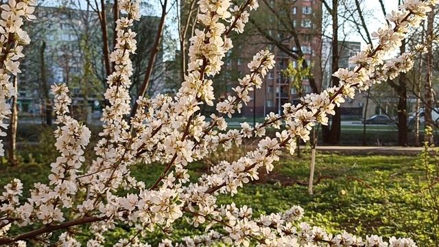 Моя Вишня расцвела на Пасху, а ведь спала пять лет